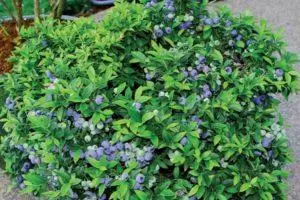 Katrangan lan ciri blueberry varietas blueberry, kebangkrutan lan perawatan