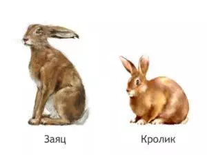 Hur haren är annorlunda än kanin, jämföra art och är det möjligt att korsa