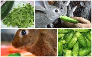 Je možné a jak dát králíci okurky, výhody a poškození zeleniny