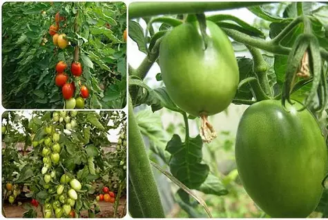 East Tomato