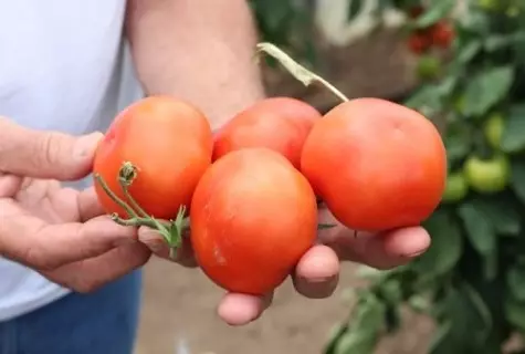 Tomats hånd