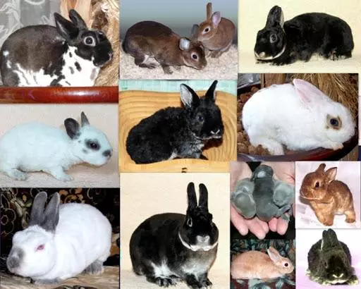 Många kaniner