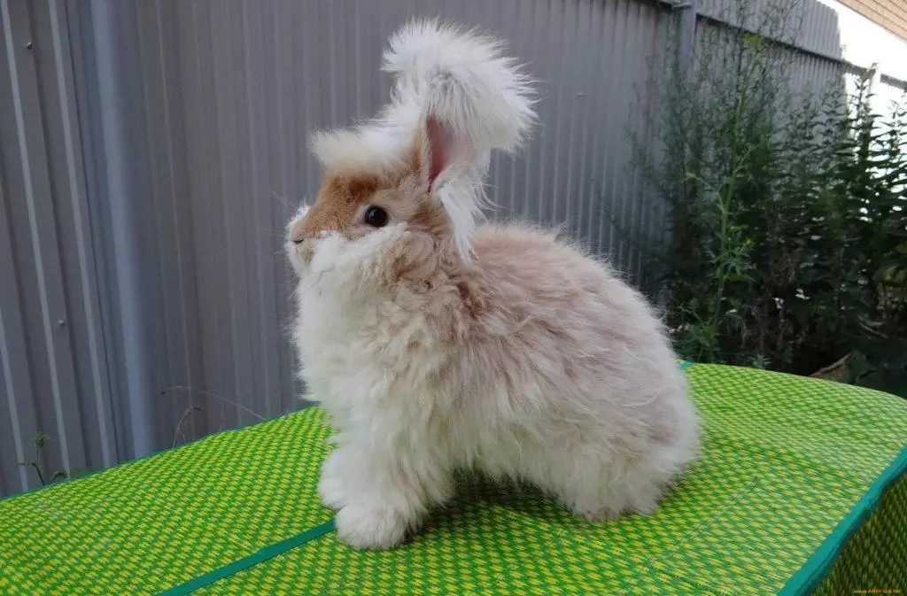 Piękny królik