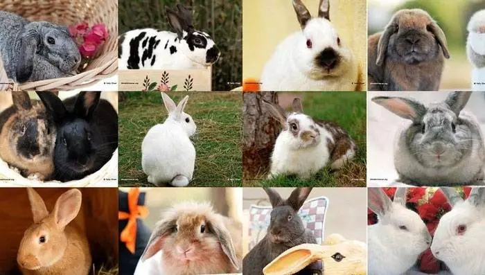 العديد من الأرانب
