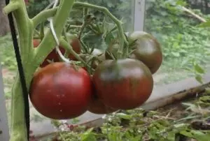 "Mitti" chiroyli ta'mli pomidorli roma turli xil