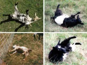 Description and characteristics of goats of a faint breed, content rules