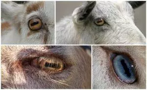 La structure et la couleur des yeux de chèvre, des caractéristiques des élèves et des maladies