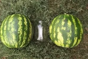 Danasîn û Teknolojî ya Growing Watermelon Top Gan, taybetmendiya forma F1 û hilberînê