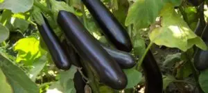 Nkọwa nke ọkwa nke eggplant yalya mumomets, njiri mara ya na mkpụrụ
