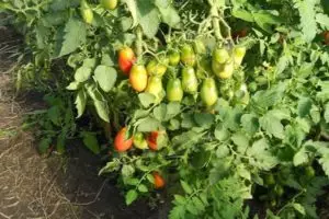 Pomidorų Burzdevos ir jo charakteristikų kokybės aprašymas