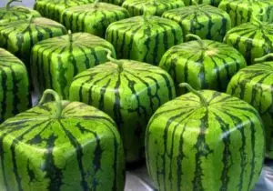 Technology fan groeiende fjouwerkante watermeloenen dogge it sels thús