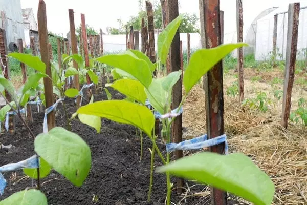 Տնկում տեղաշարժ