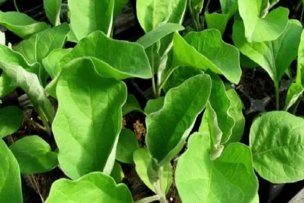 Eggplant Landing