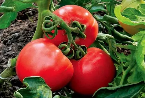 Hibridinis pomidorai