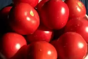 Pomidorų bagior kokybės charakteristika ir aprašymas, jo derlius