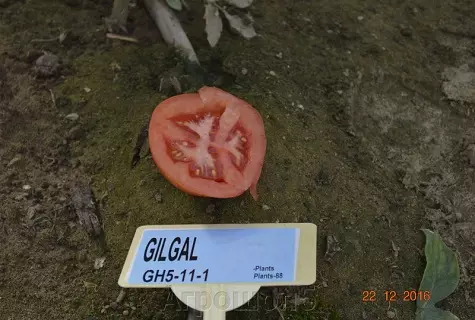 Tomati struktuur