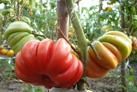 עגבניות larring יופי: מאפיינים ותיאורים של זנים, תשואה עם תמונות 8787_1