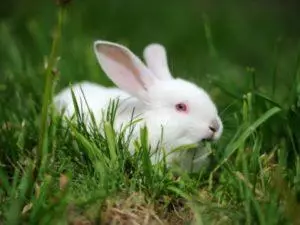 Opis i karakteristike zečeva uzgajaju pravila Hikola i sadržaja