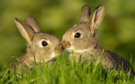 Hare dan Rabbit