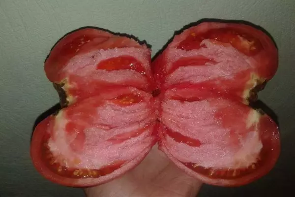 Cuidado de tomate.