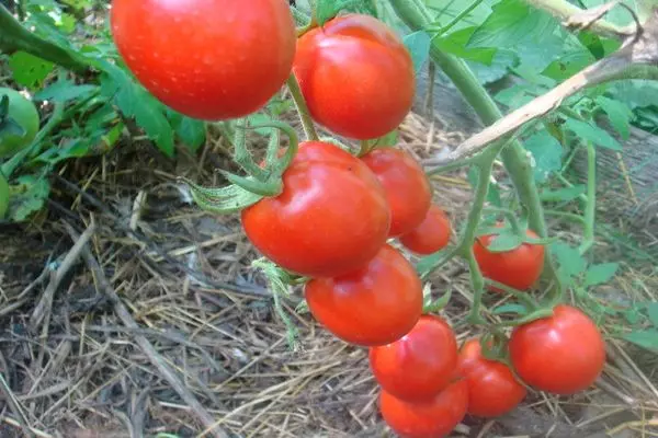Variedade de tomates Salterosso