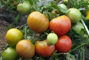 Característica e descrición da variedade de ventos de tomate