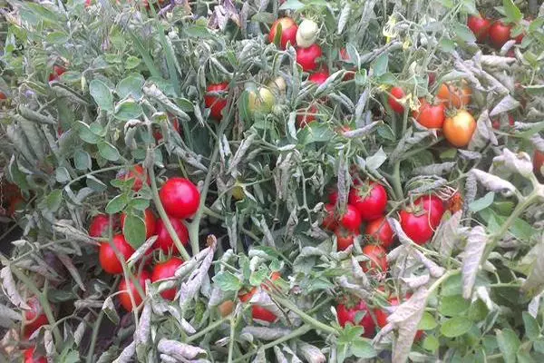 Tomato soleerosso variety.
