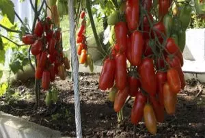 Característica e descrición da variedade de tomate zagalo, o seu rendemento