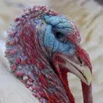 Yakadzikira rock turkey: tsananguro uye hunhu, kudya uye kubereka 879_1