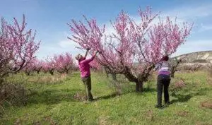 When and how to make a pruning peach to form a tree