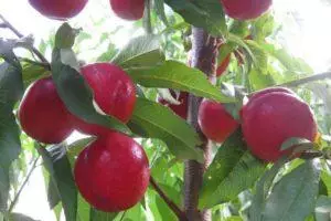 描述和特征前20名最佳品种油桃，优点和缺点