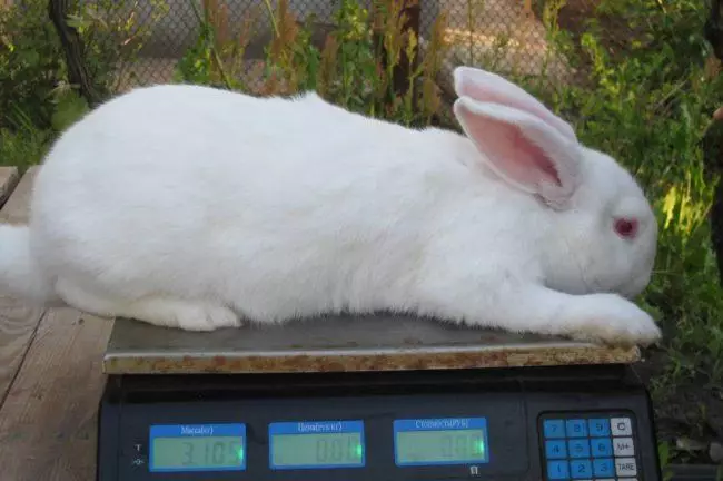 兔子重量