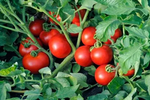 Method of Tomato Growing: Technology with Video