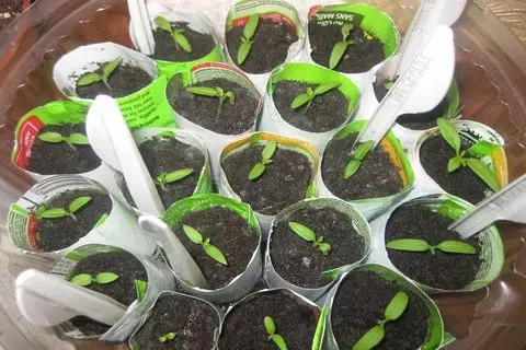 Tomatoes seedlings