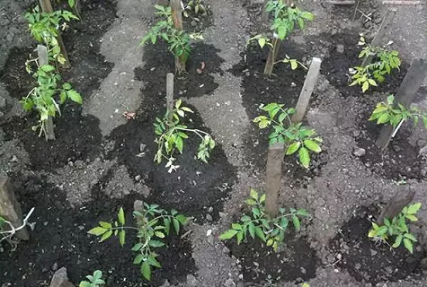 Cultivo de tomate