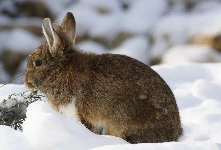 Rabbit On Snow