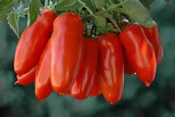 Tomate Sosulka Rot: Variante Beschreibung, Merkmale und Kultivierung mit Fotos