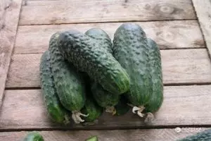 Description of the grade of cucumber satina F1, features growing and care