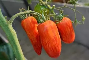 Xarakteristik və müxtəlif tomat qığılcımlı alovun təsviri