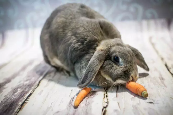 морква Крол