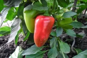 Latino Pepper品種，凱瑟琳和商人的描述，其特點和產量
