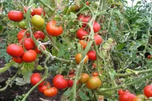 토마토 옌들, 성장 및 수확의 특징