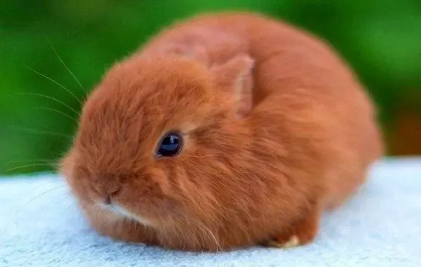 美丽的兔子
