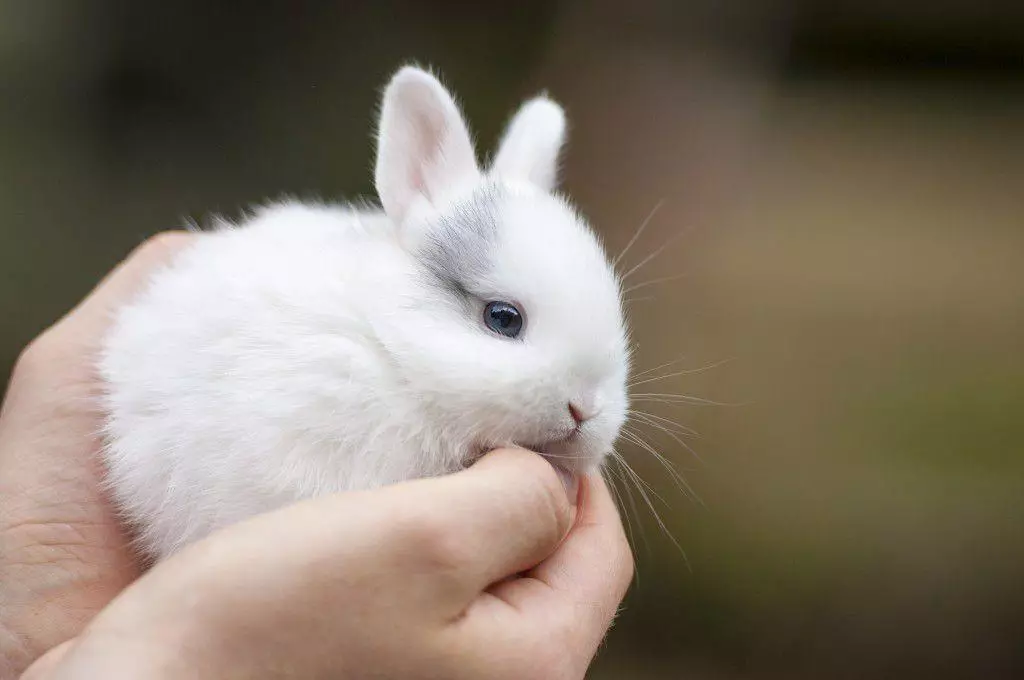 خرگوش سفید