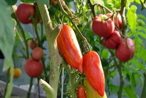 Piparu tomāts