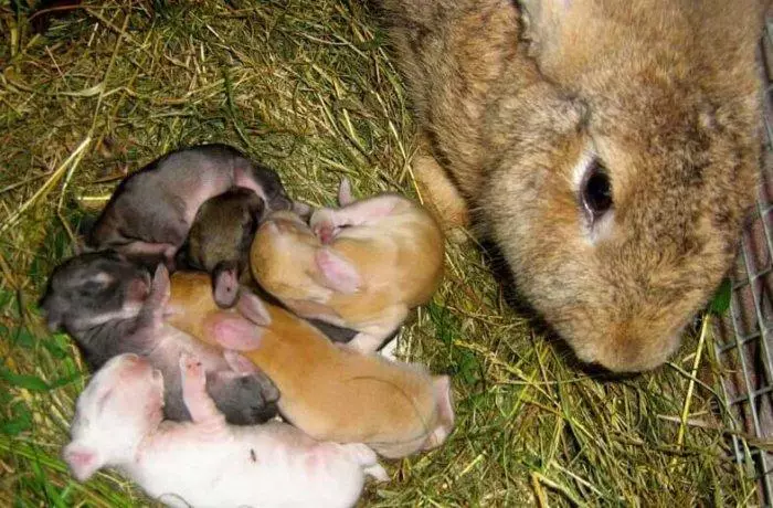 토끼가 토끼를 먹이고있다