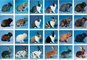 Описания на 50-те най-добри породи зайци и как да се определи, избират за разплод
