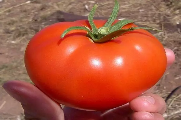 Landing tomatov
