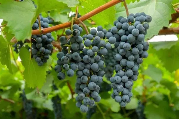 ველური ყურძენი