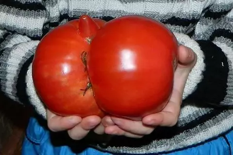 Bar salju tomat